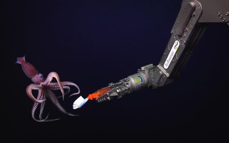 ROVs in Marine Monitoring • Remotely Operated Vehicles Field Manual